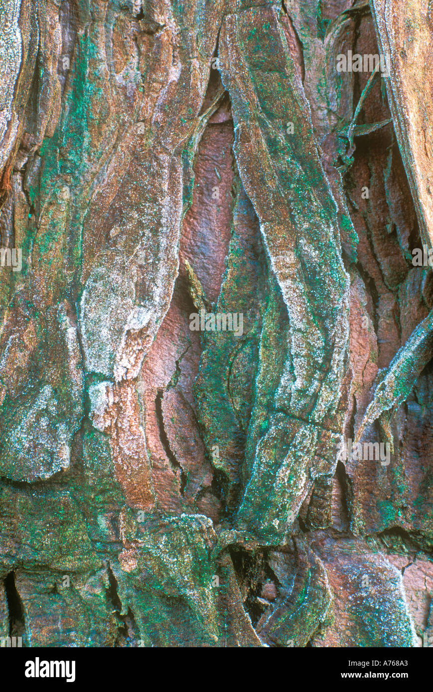 Frosty Tree Bark Stock Photo - Alamy
