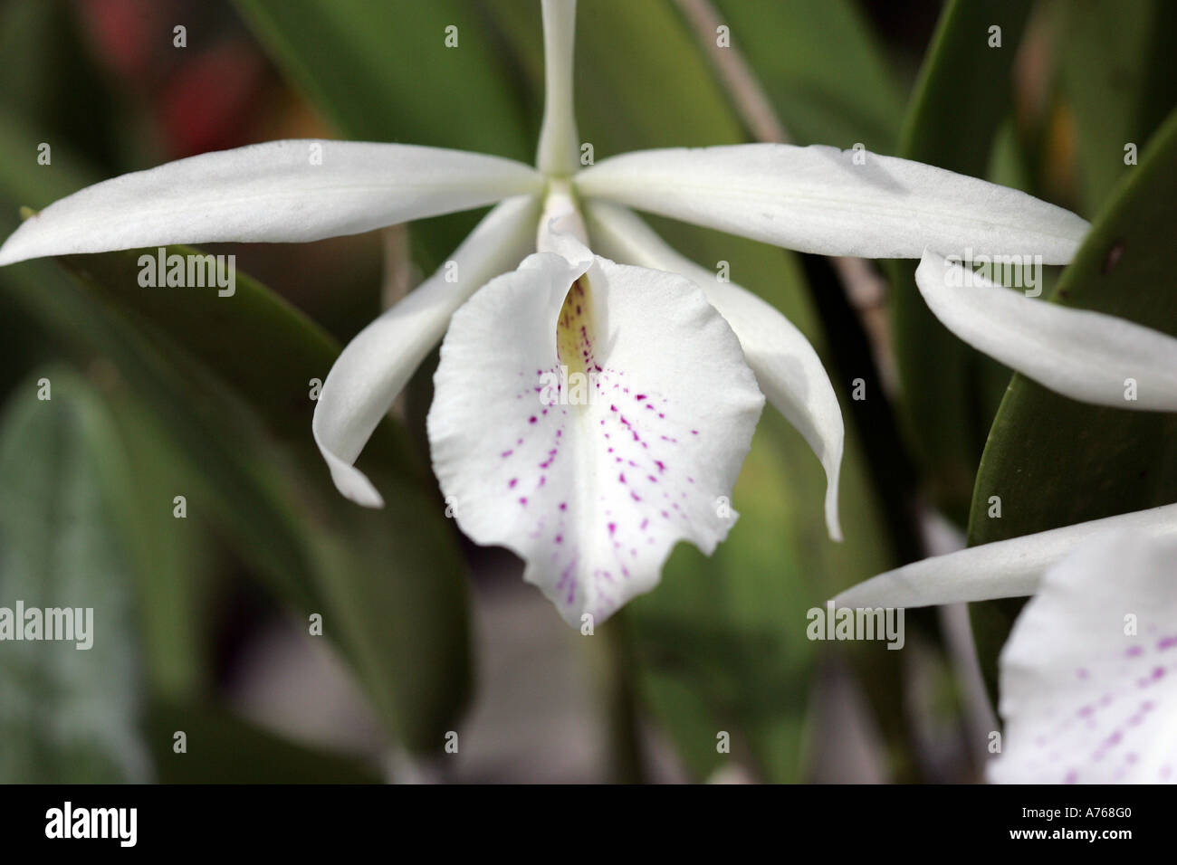 Orchid taken in Cancun Mexico Stock Photo - Alamy