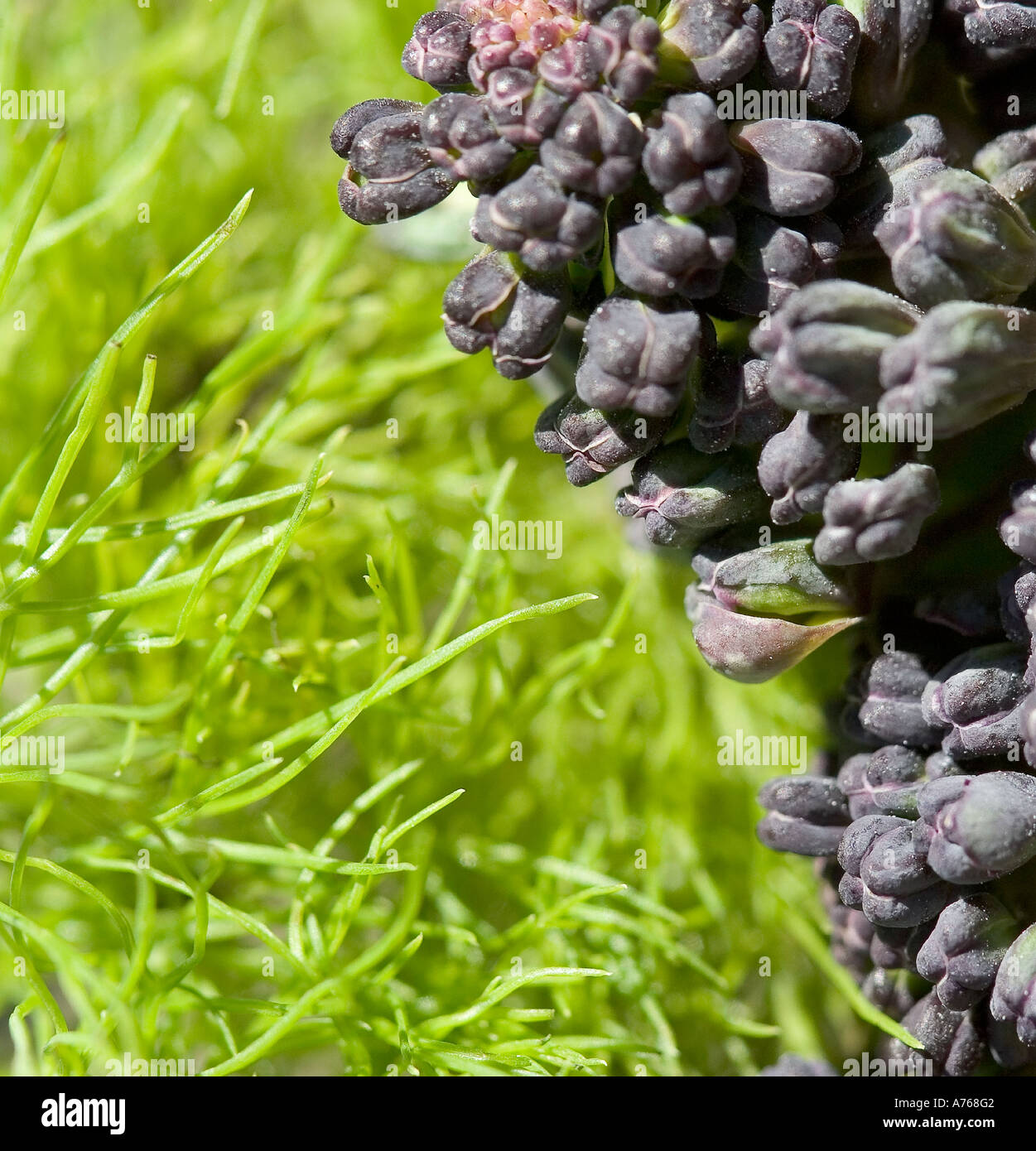 fennel & sprouting Stock Photo - Alamy