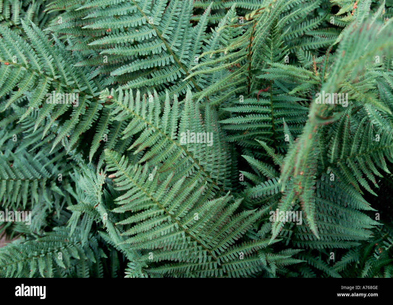 Filicophyta hi-res stock photography and images - Alamy