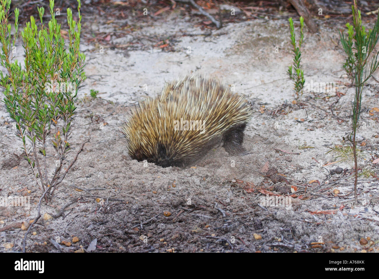 short beaked echidna, tachyglossus aculeatus, single adult digging ...