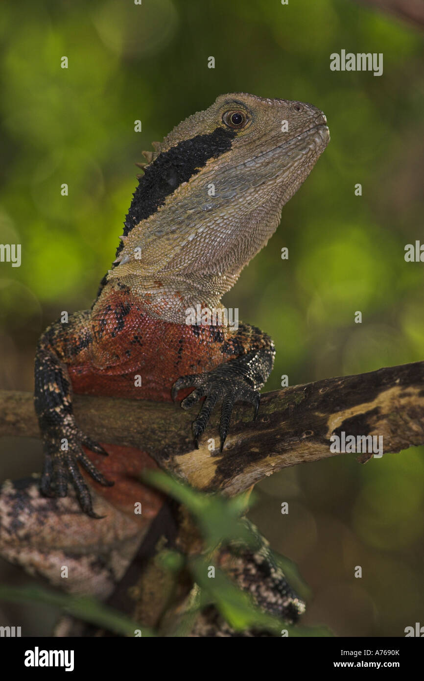 eastern water dragon, physignathus lesueurii, single adult showing red ...