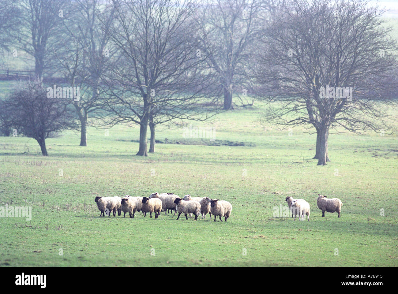 A flock of sheep wonder through the countryside Leicester England Stock ...