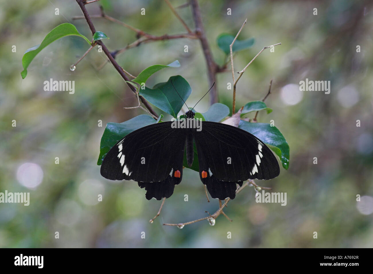 Orchard butterfly Papilio aegeus aegeus adult male Stock Photo - Alamy