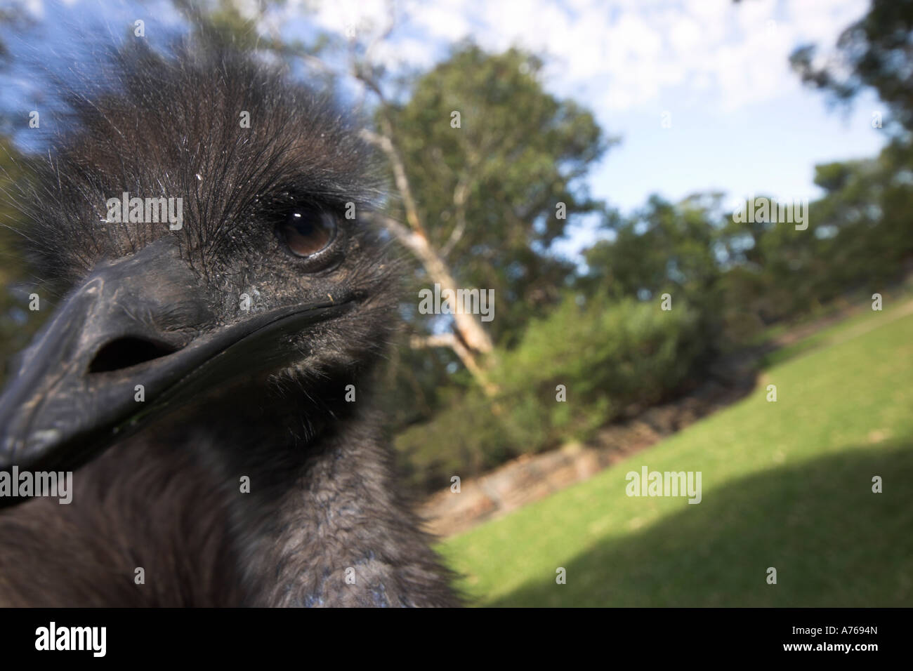 emu, dromaius novaehollandiae Stock Photo - Alamy