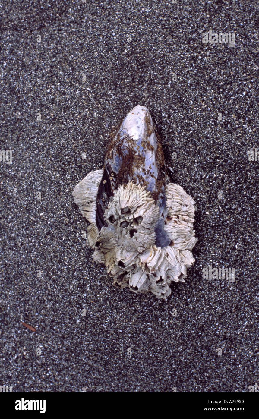 Silicone sand hi-res stock photography and images - Alamy