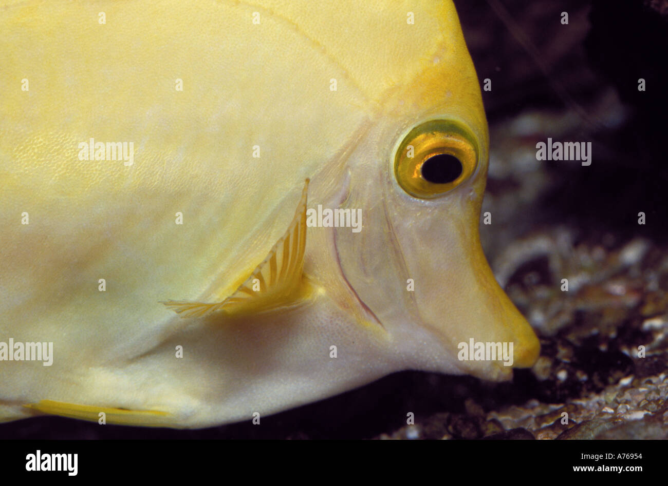 Long nose fish hi-res stock photography and images - Alamy