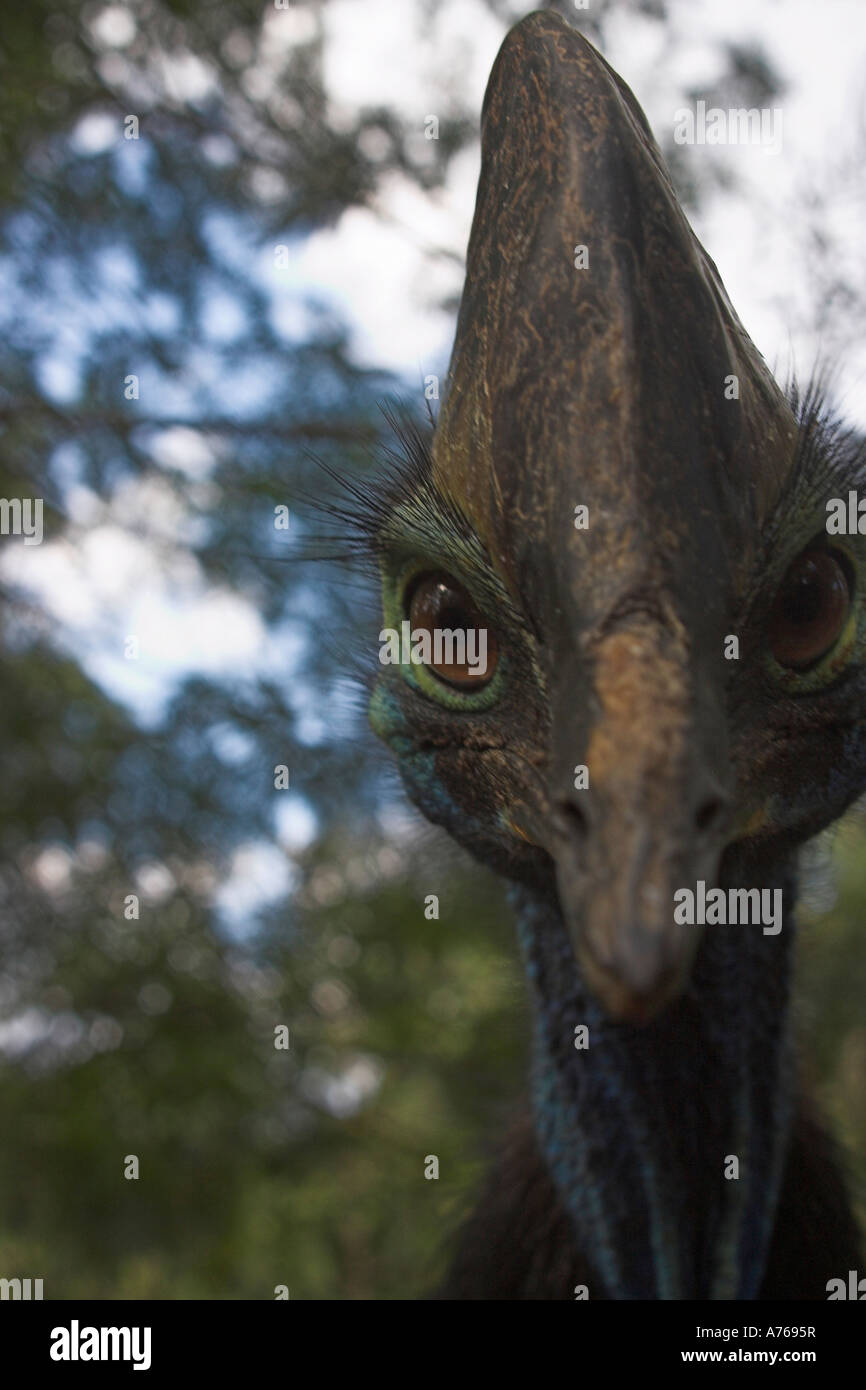 Casuarius cassowary hi-res stock photography and images - Alamy