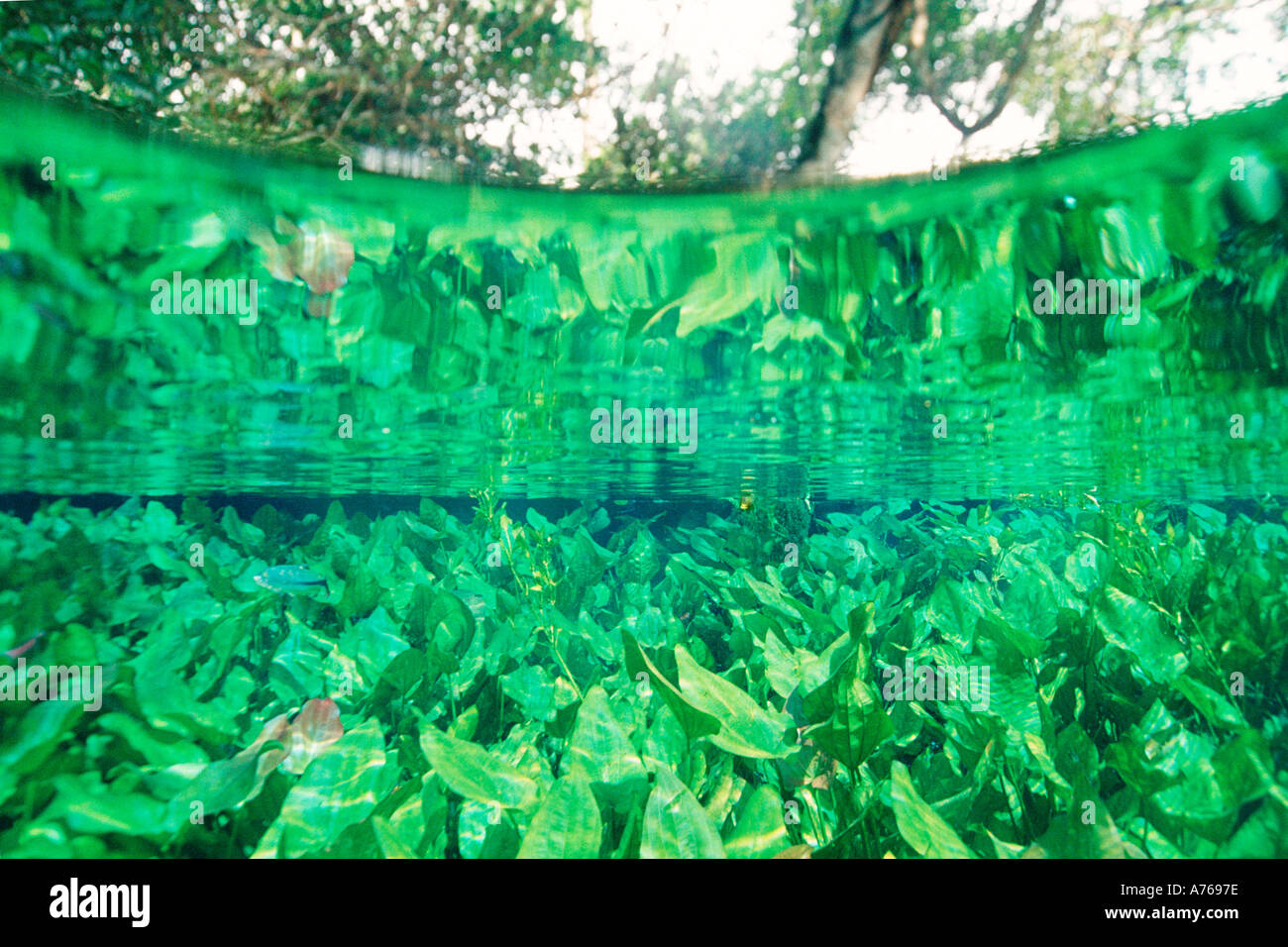 Freshwater plants in national freshwater spring preserve Aquário ...