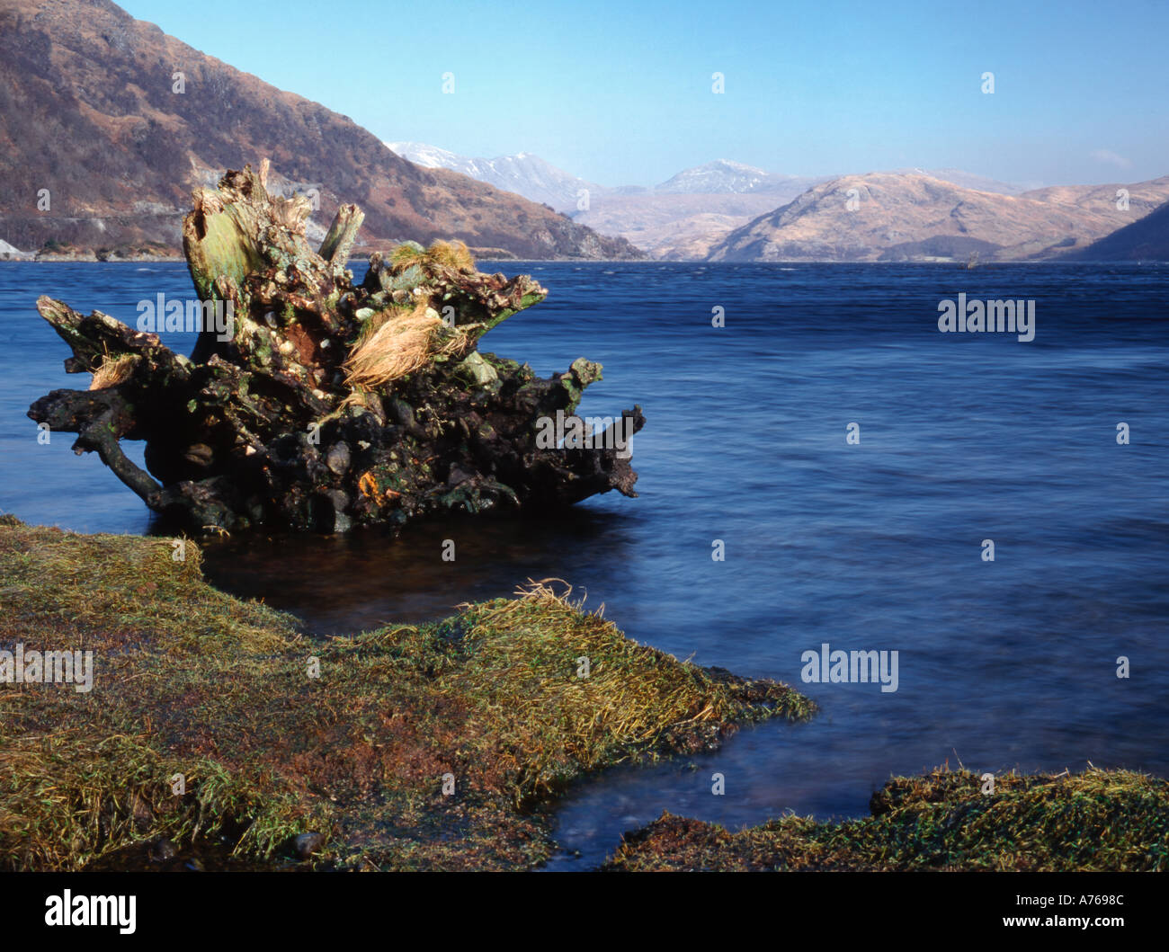 Tree stump Loch Etive Scotland Stock Photo - Alamy