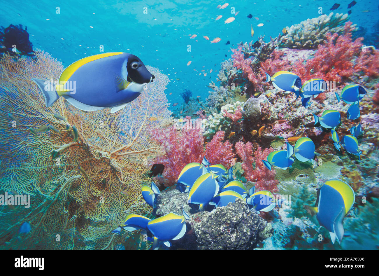 Powder blue surgeonfish Acanthurus leucosternon school on coral reef ...