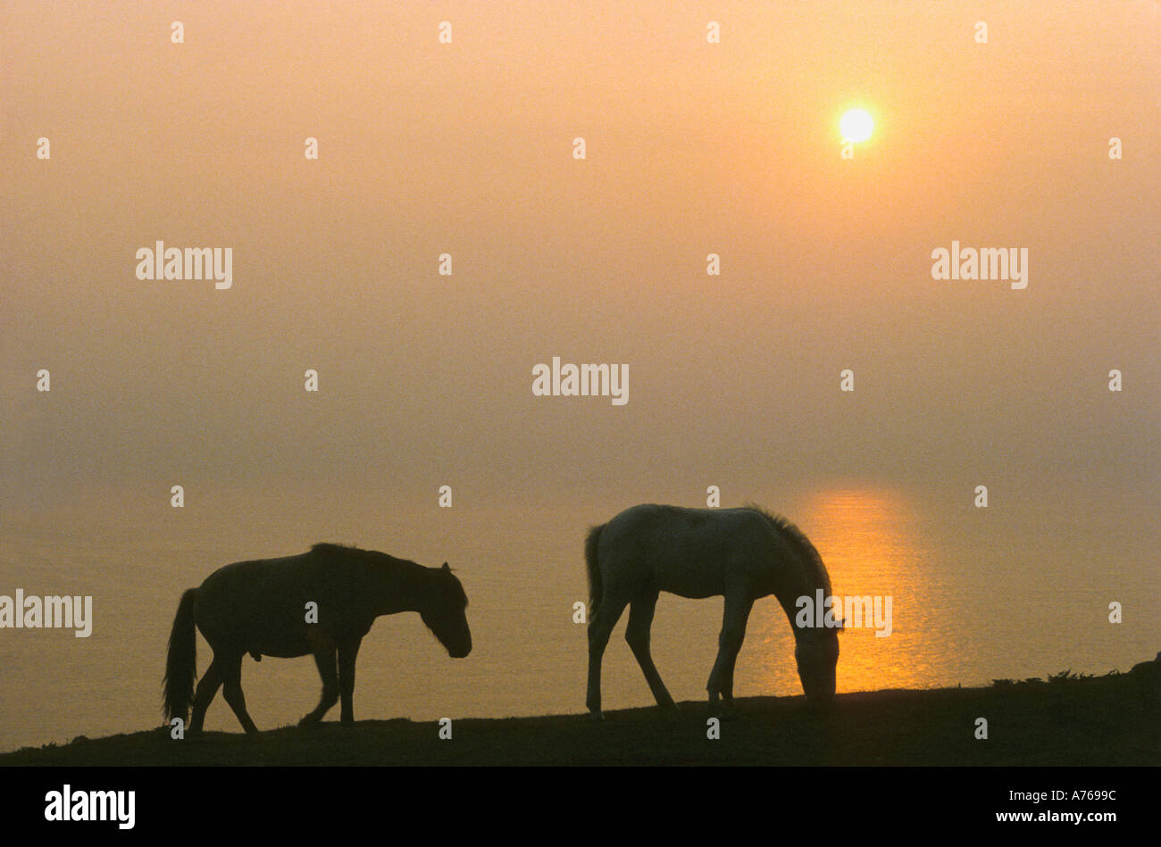 Foal lundy sunset sea horse hi-res stock photography and images - Alamy