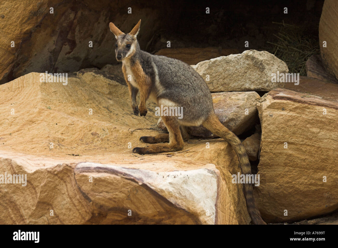 Yellow-footed rock wallaby, petrogale xanthopus, single adult on rocks ...