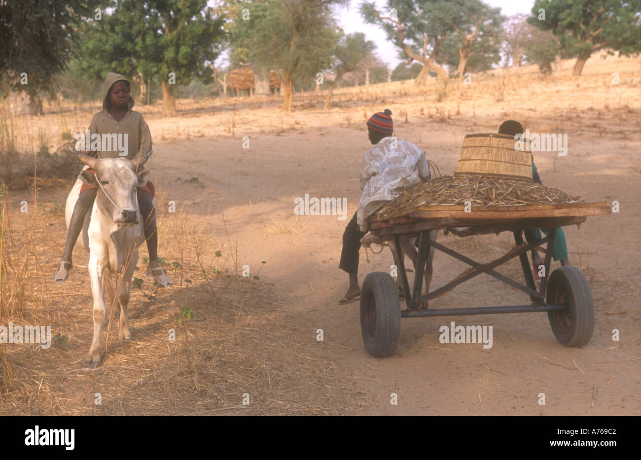 A Dogon boy rides a cow past a donkey cart loaded with composting ...