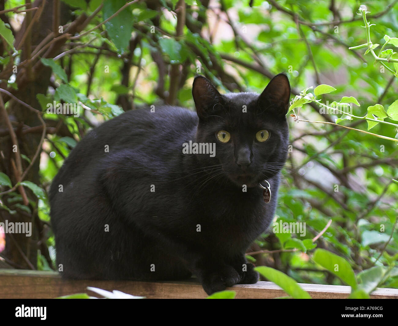 domestic black cat, felis catus Stock Photo - Alamy