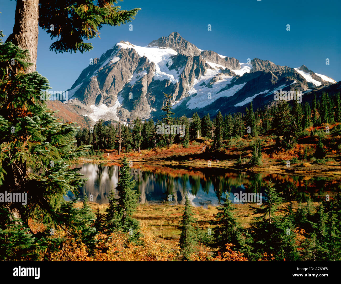 Picture lake and 9131 foot high Mount Shuksan Washington Fall color and ...