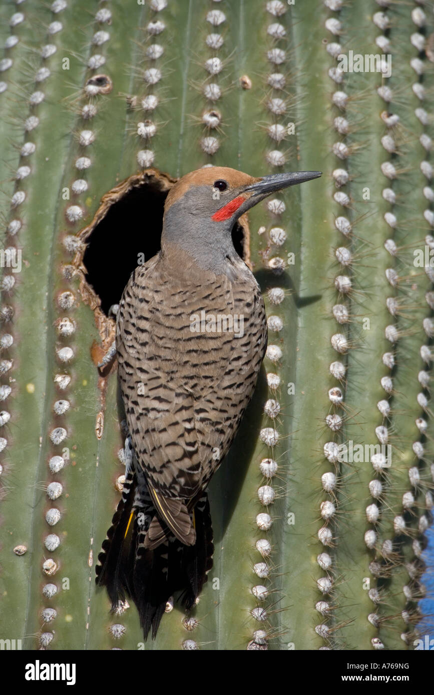 Gilded Flicker Colaptes chrysoides at Nest in Saguaro Cactus Sonoran ...