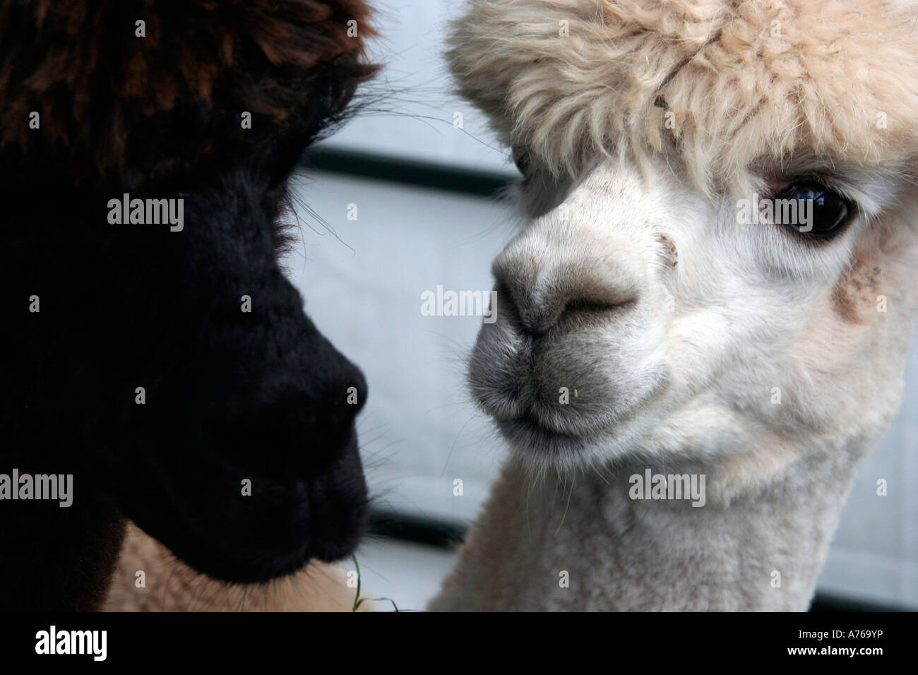 a pair of Lama being shown at the rhs autumn flower show malvern ...