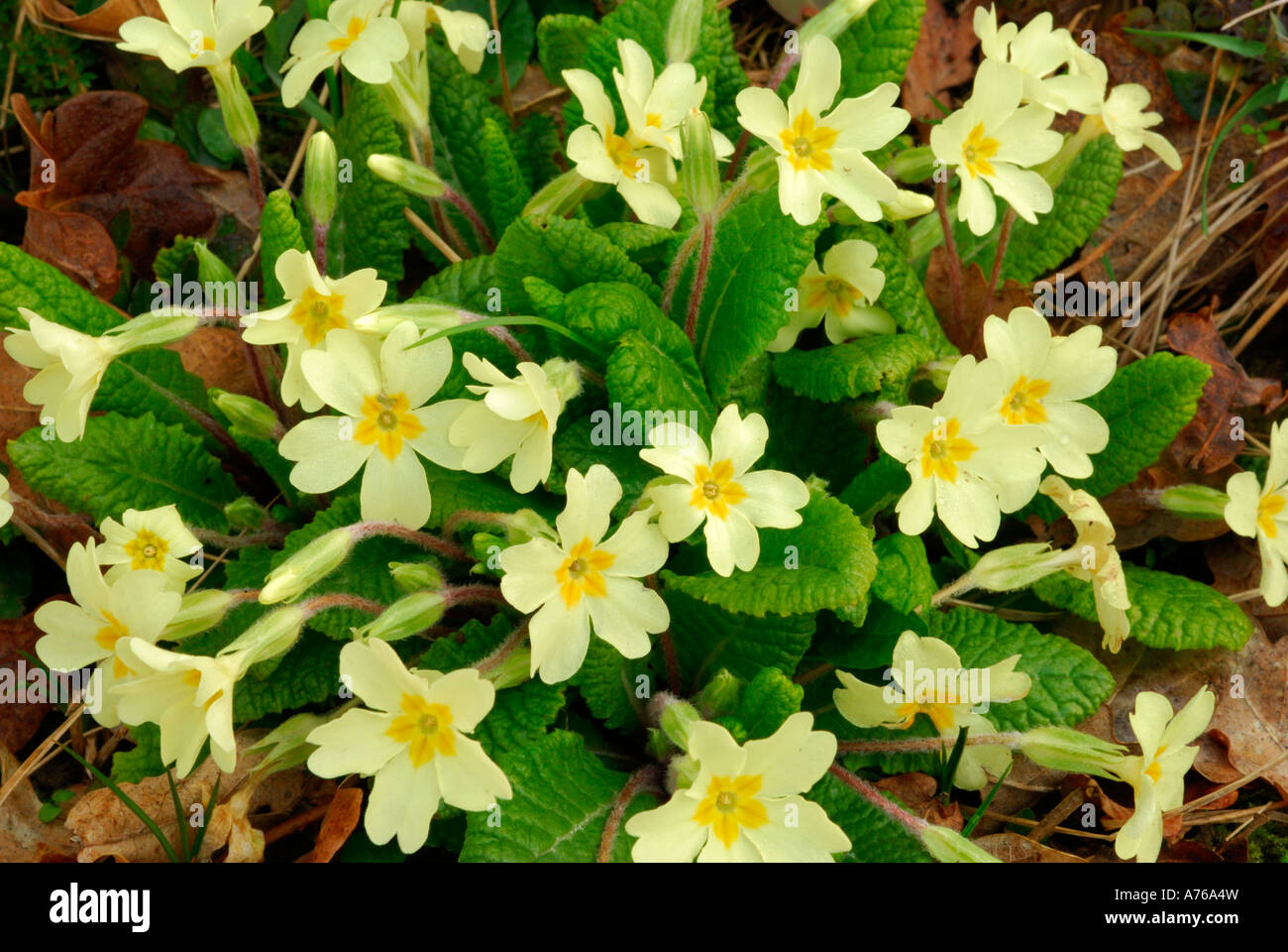 Primrose, Primula Vulgaris, Brampton Wood, cambridgeshire, england, UK ...