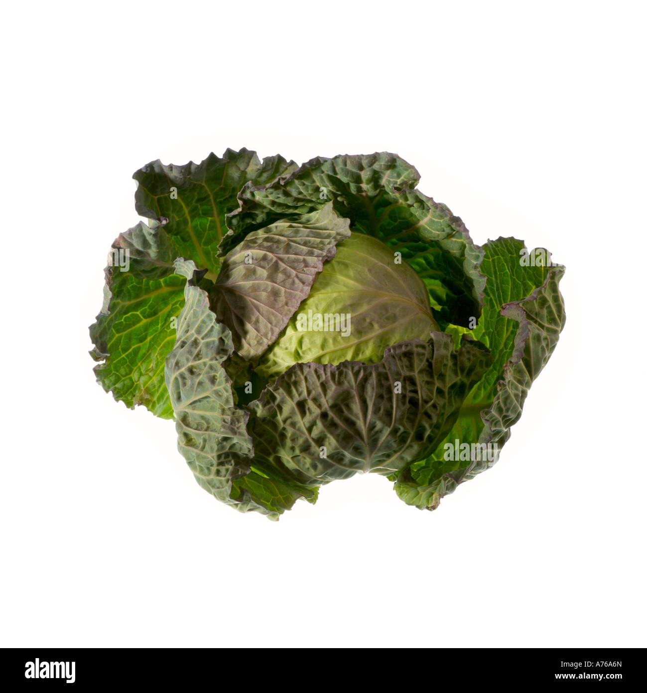 Plan view of a round cabbage on a white background Stock Photo - Alamy