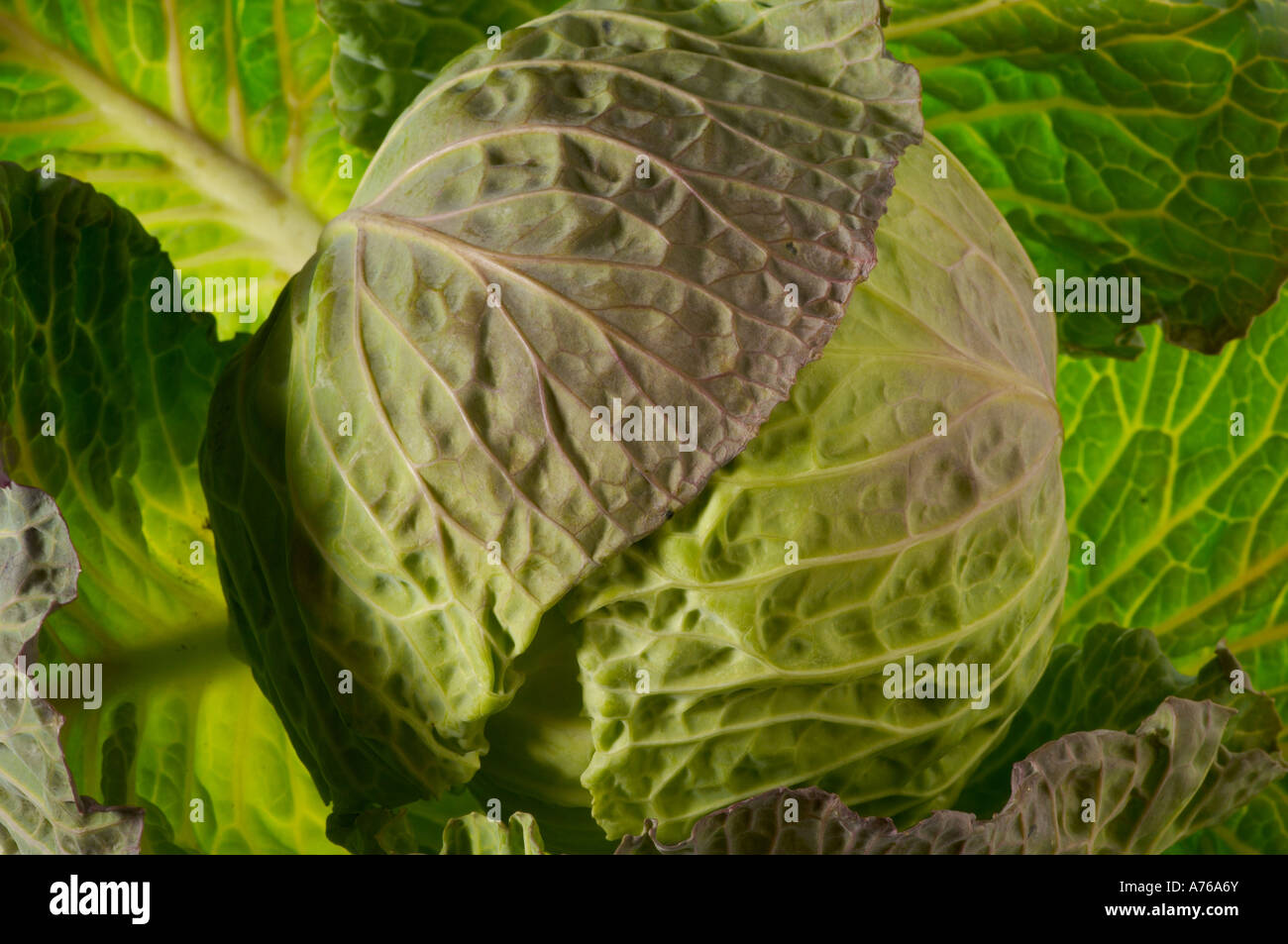 Cabbage - January King Marabel Stock Photo - Alamy
