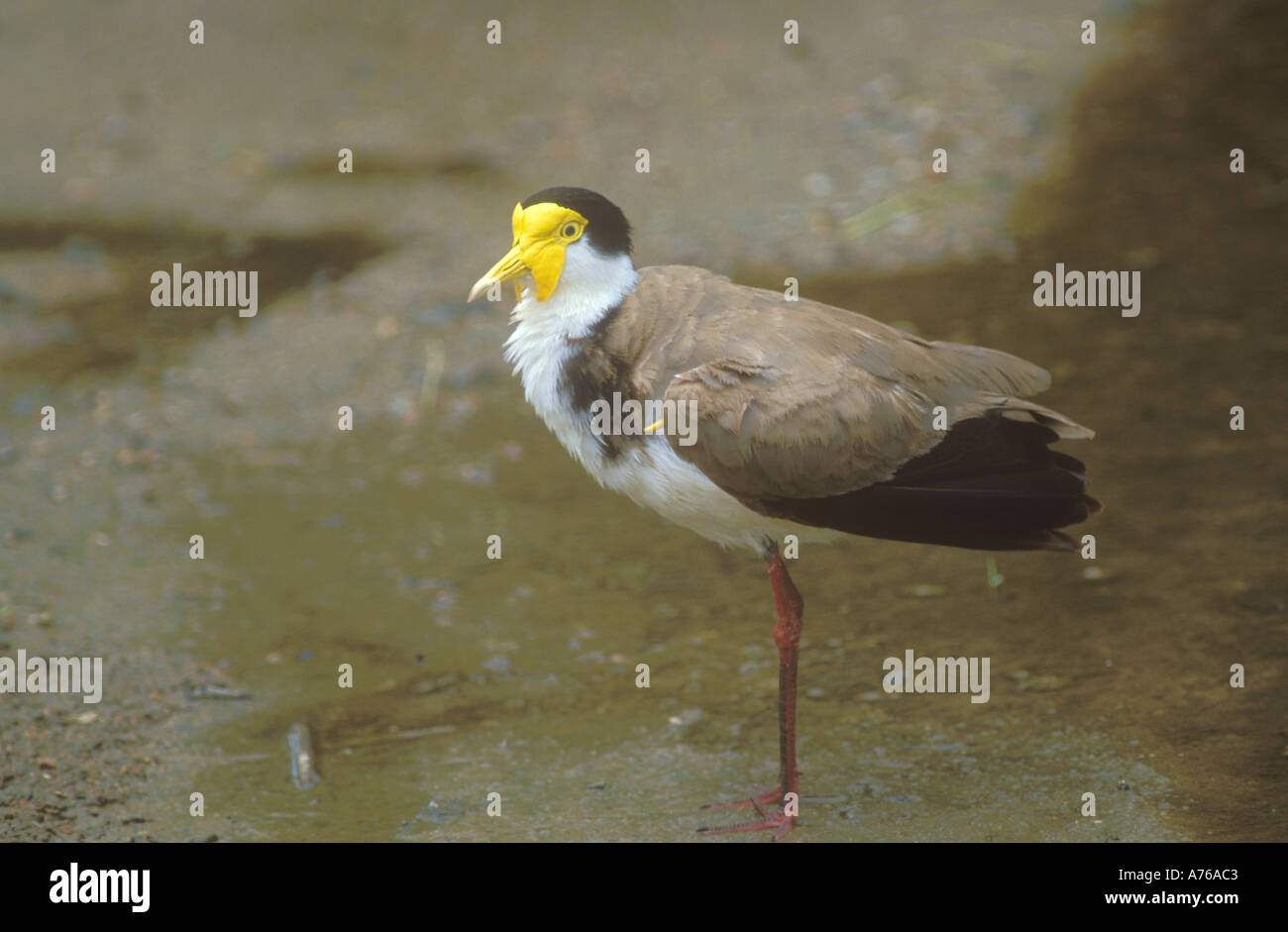 Spur on wing hi-res stock photography and images - Alamy
