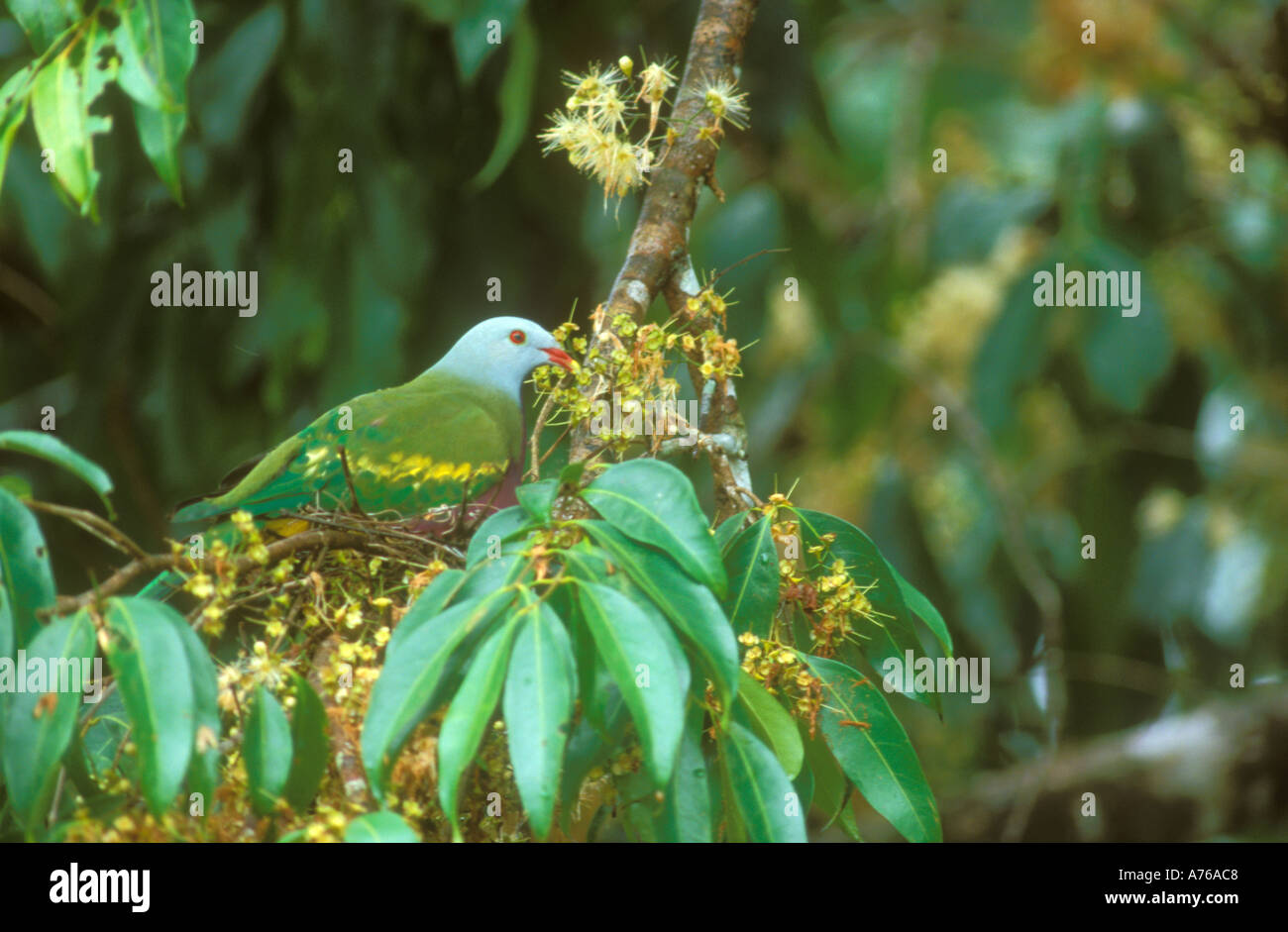 Wompoo Fruit dove sitting on its nest Stock Photo - Alamy