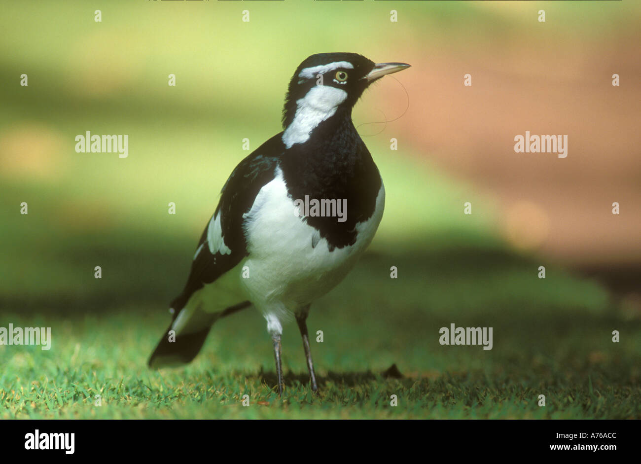 Magpie Lark a classic portrait Stock Photo - Alamy