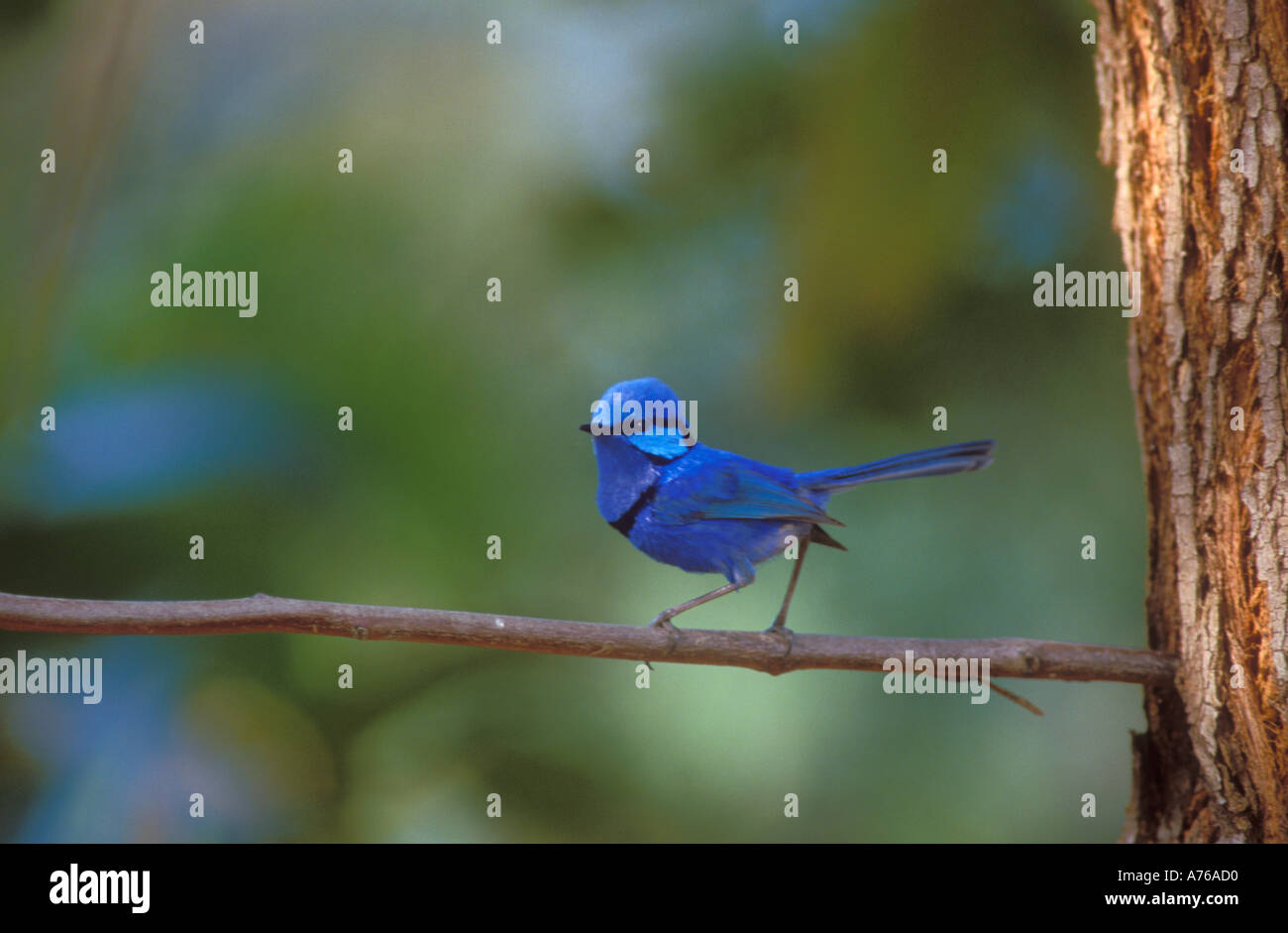 Splendid Fairy Wren a classic portrait Stock Photo - Alamy