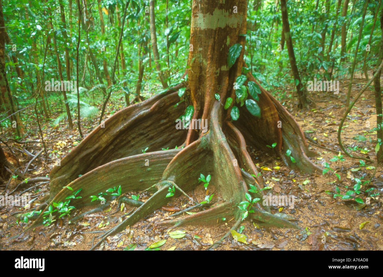 Buttressed Roots of tree in tropical rainforest Queensland Stock Photo ...