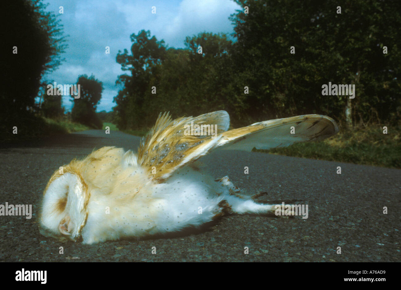 Dead owl killed car animal hi-res stock photography and images - Alamy