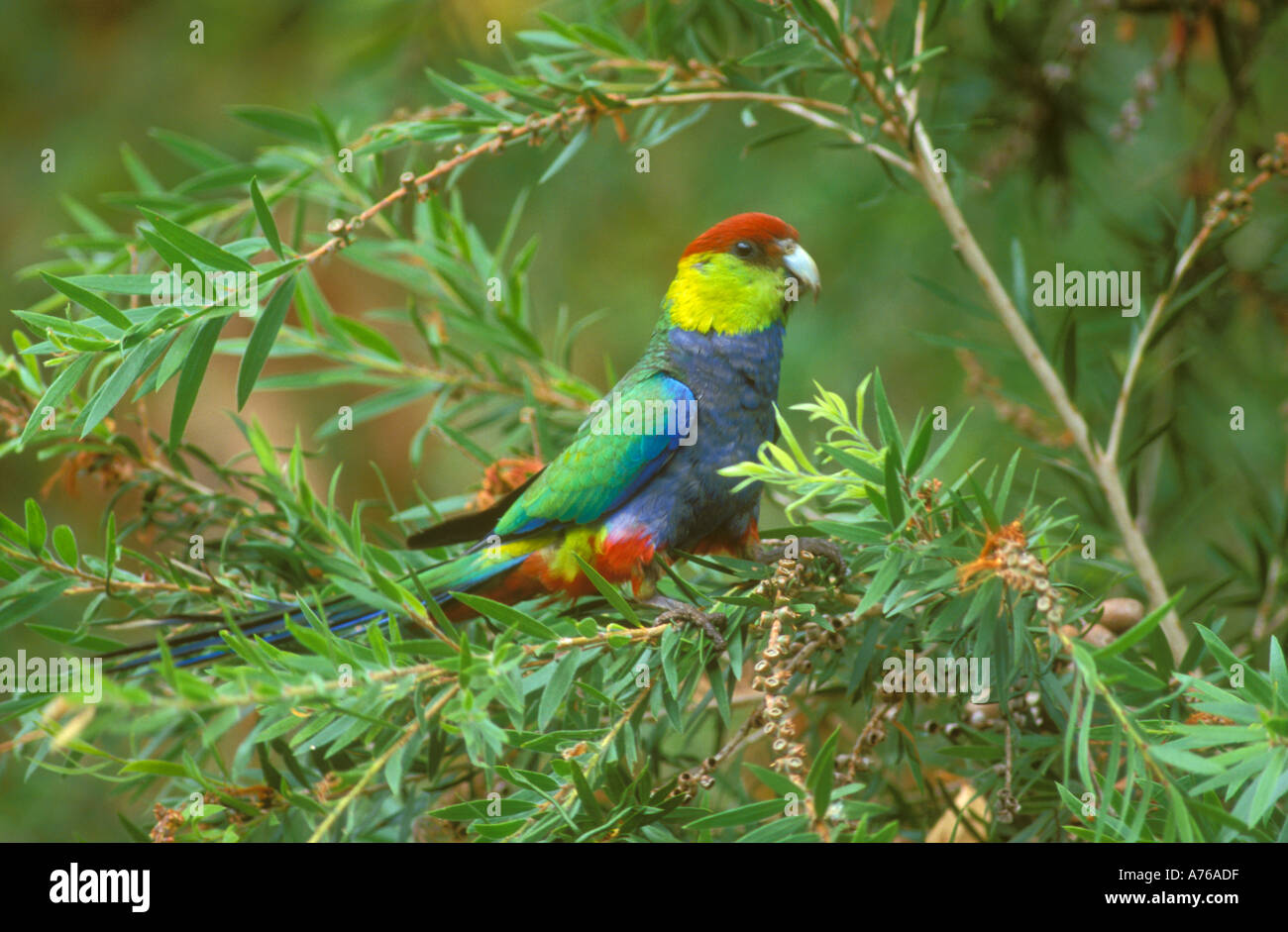 Red capped Parrot a classic portrait Also known as King Parrot Stock ...