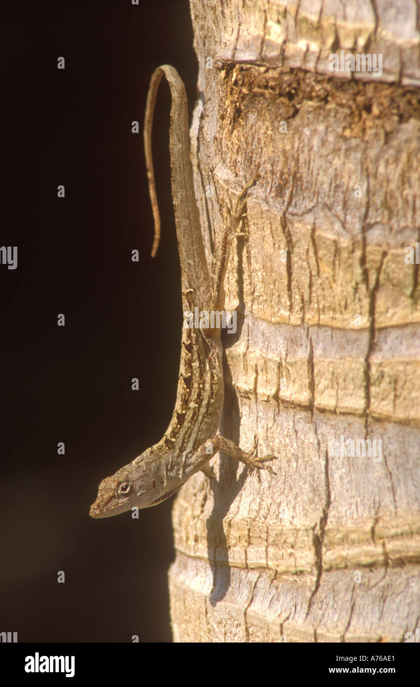 Lizard florida keys usa hi-res stock photography and images - Alamy