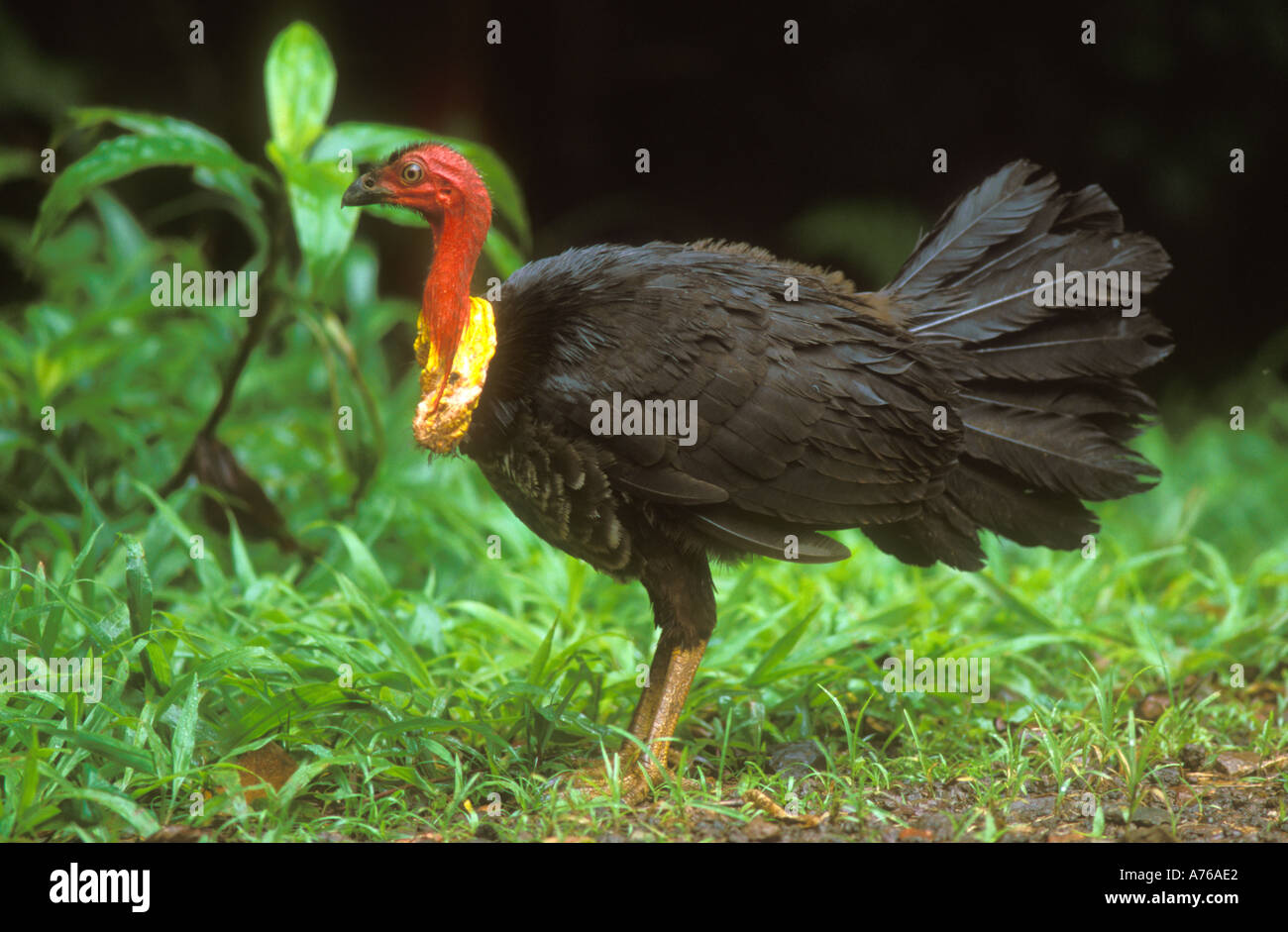 Australian Brush Turkey Scrub Turkey Stock Photo - Alamy