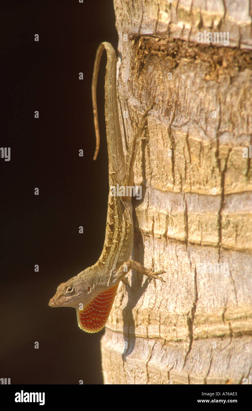 Red Anole Lizard