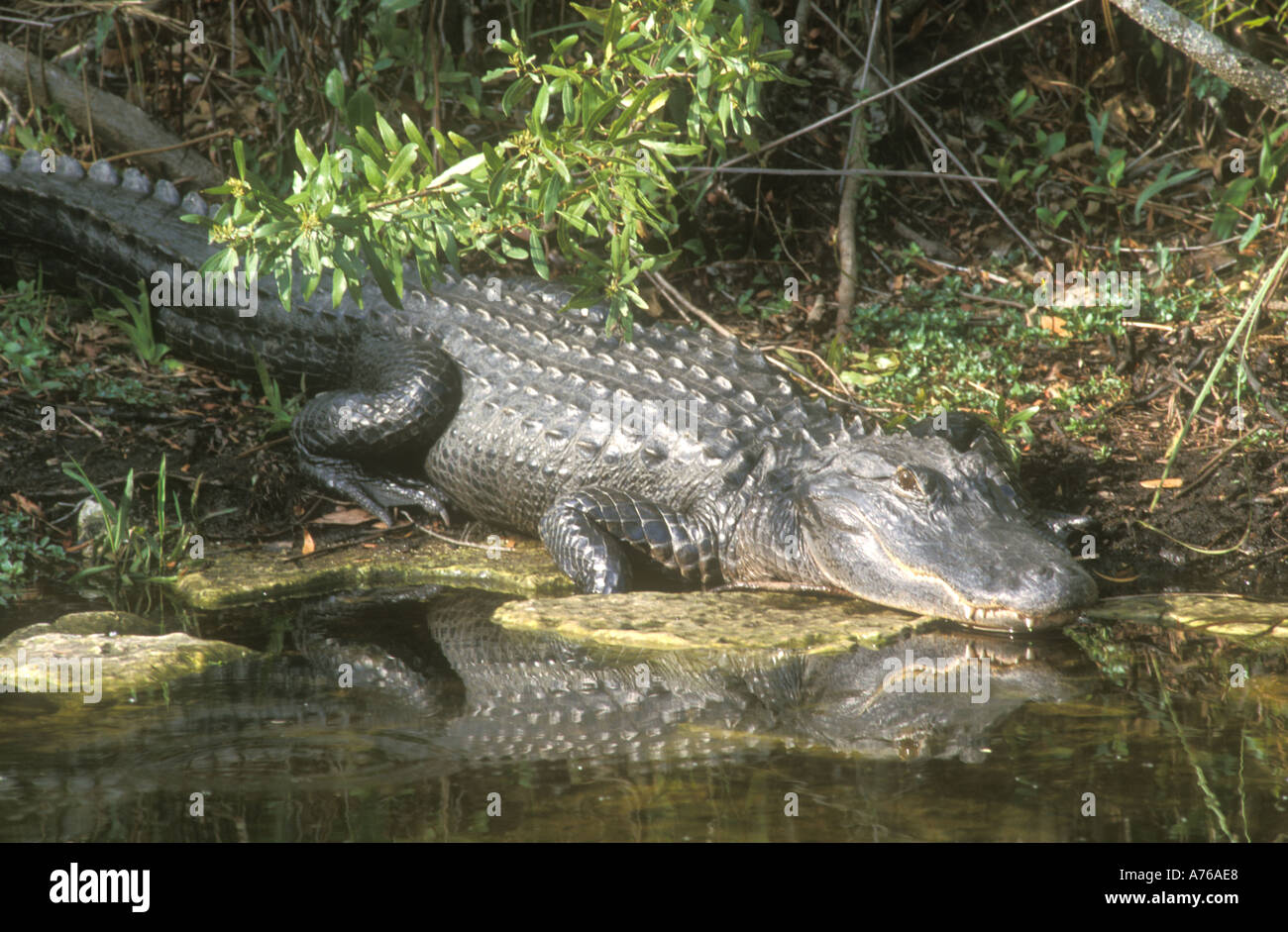 Alligator with reflection in Everglades Florida Stock Photo - Alamy