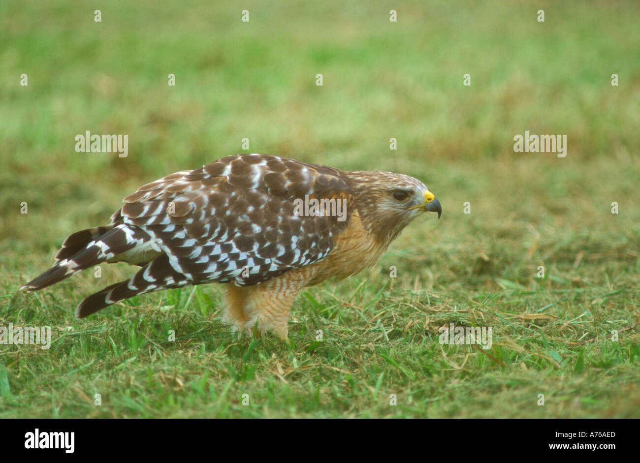 Red shouldered buzzard hi-res stock photography and images - Alamy