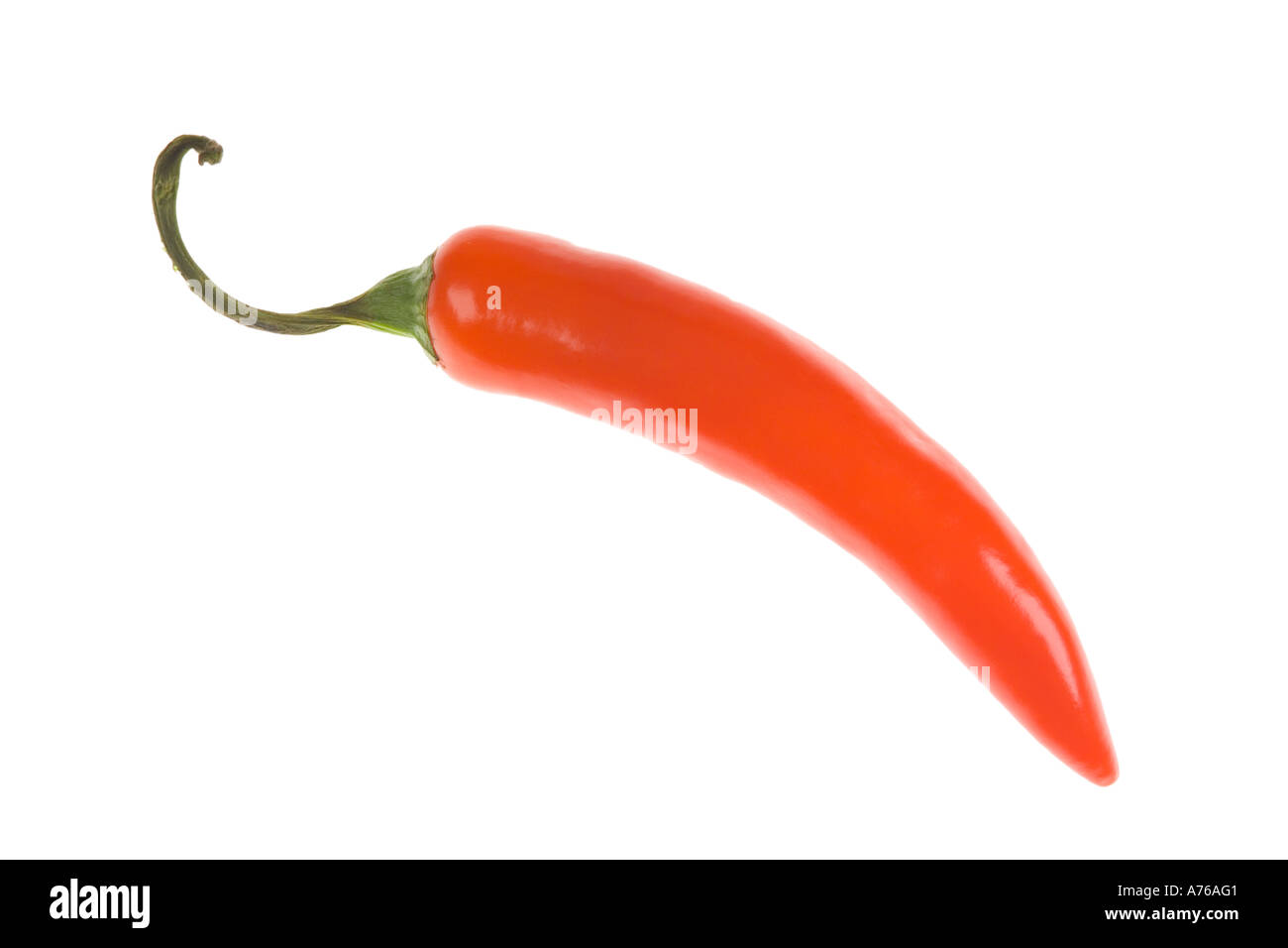 One bright red chilli on a pure white background Stock Photo - Alamy
