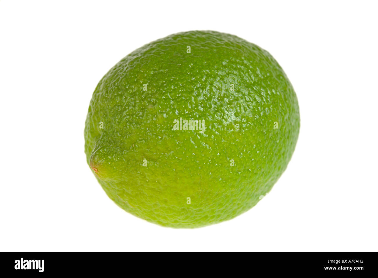 Single Whole Lime on a pure white background Stock Photo - Alamy