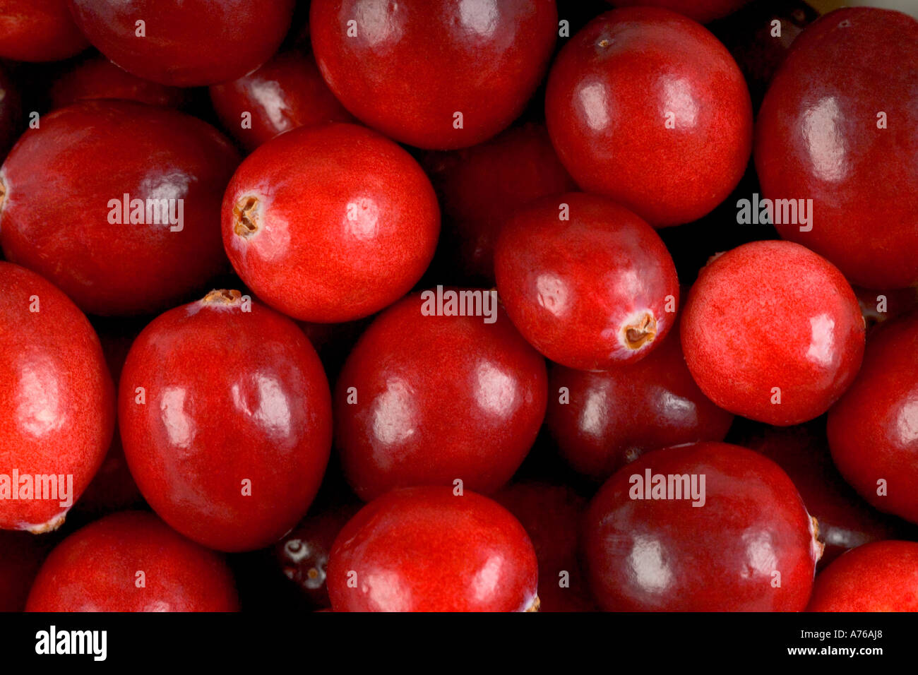 Macro of lots of shiny ripe red cranberries on a pure white background ...