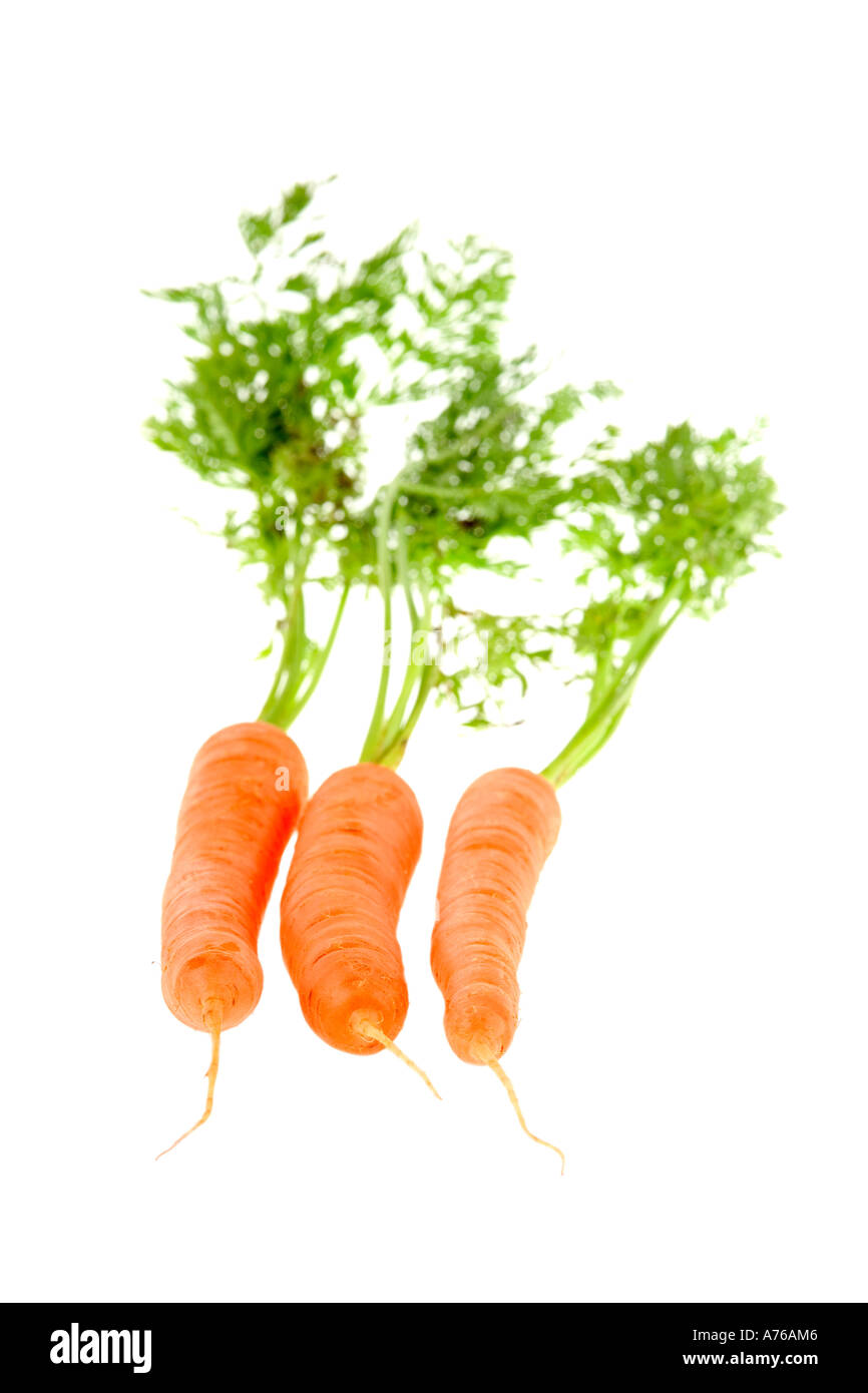Three carrots with their green tops still on, on a pure white ...