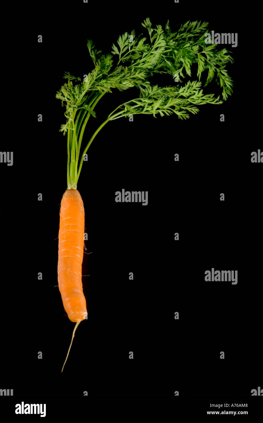 Single fresh carrot on a pure black background Stock Photo - Alamy