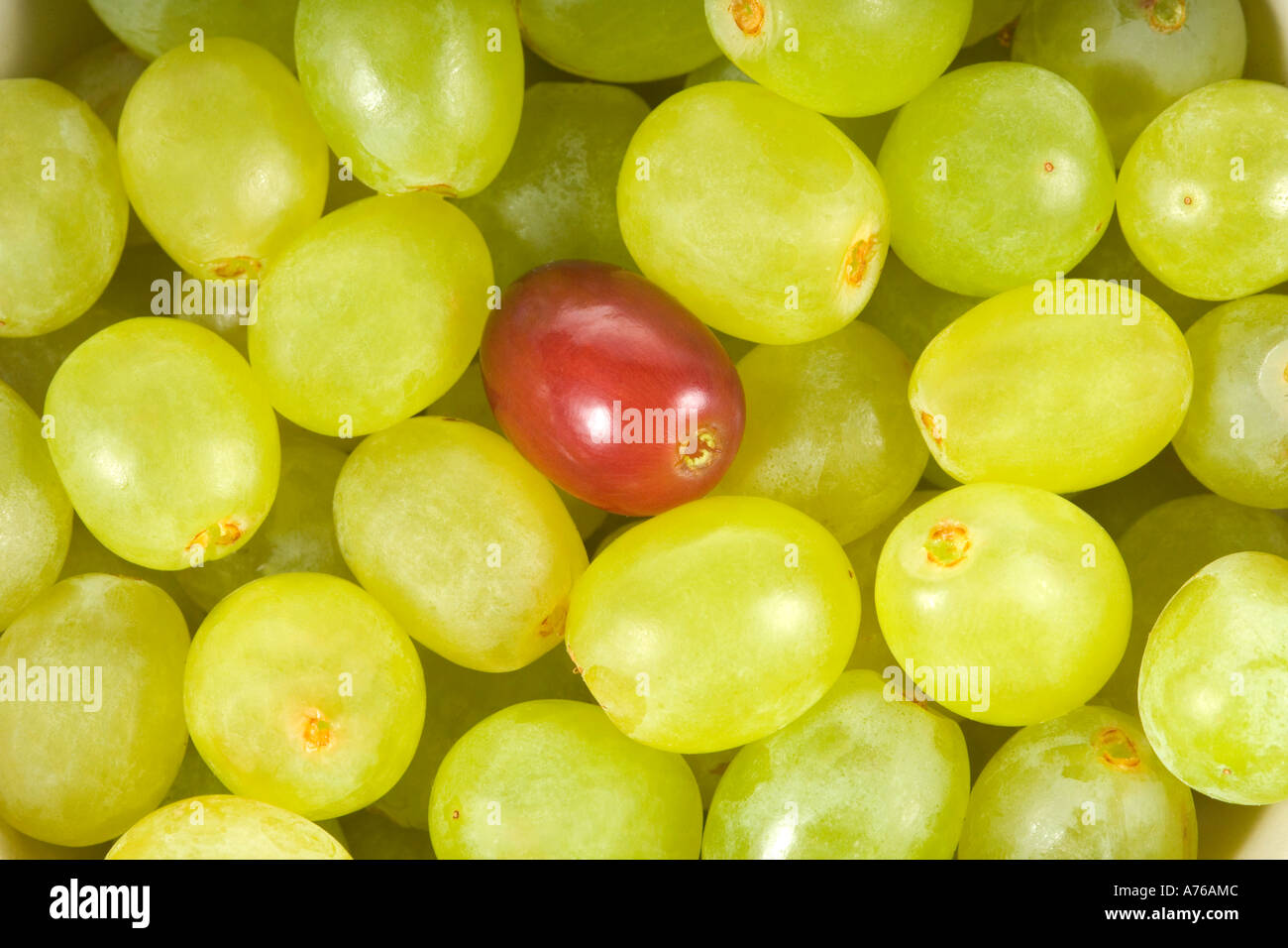 Round grape hi-res stock photography and images - Alamy