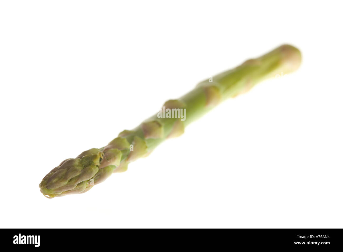 Single asparagus spear on a pure white background Stock Photo - Alamy