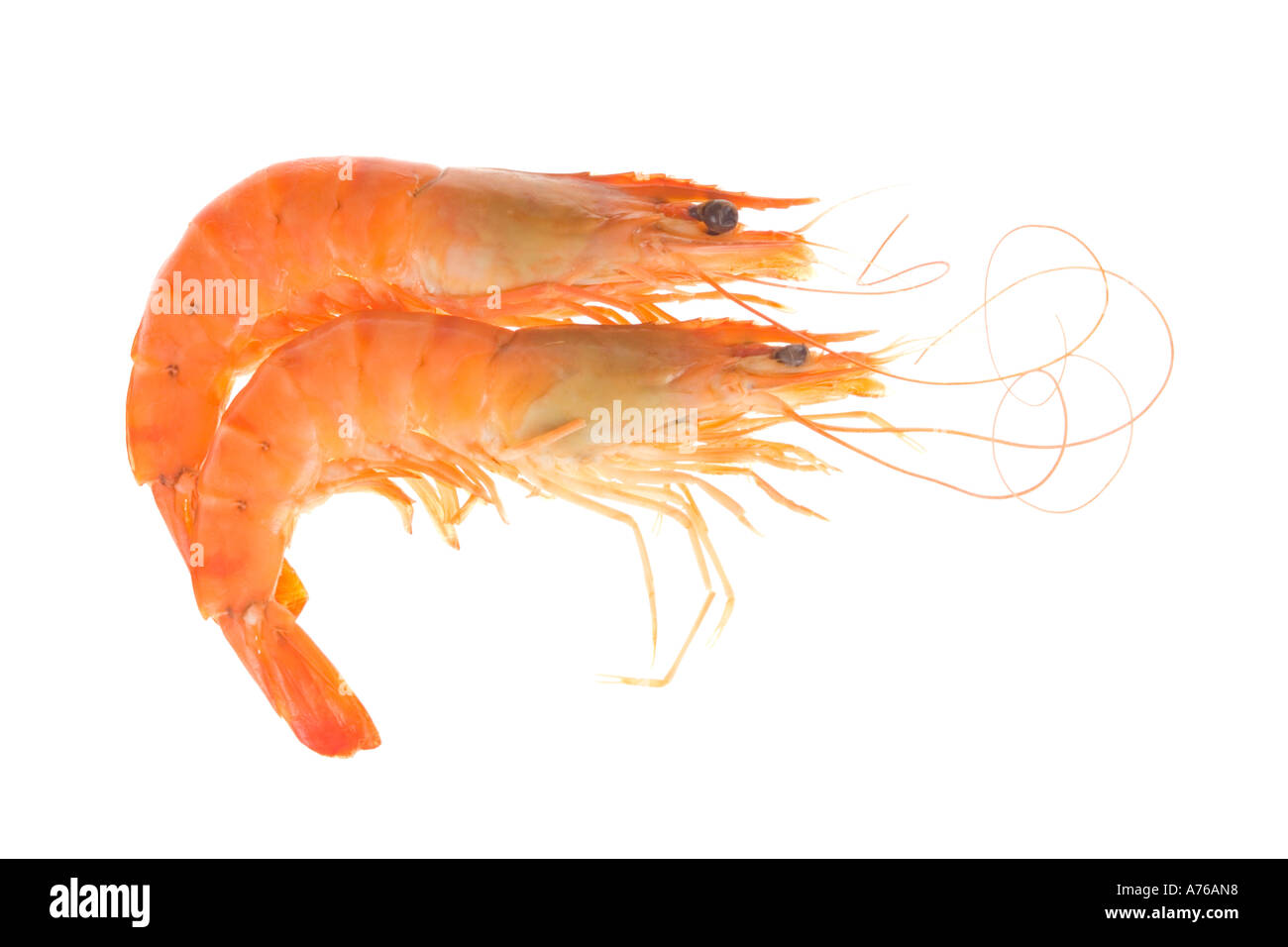 Two unpeeled cooked whole prawns on a pure white background Stock Photo ...