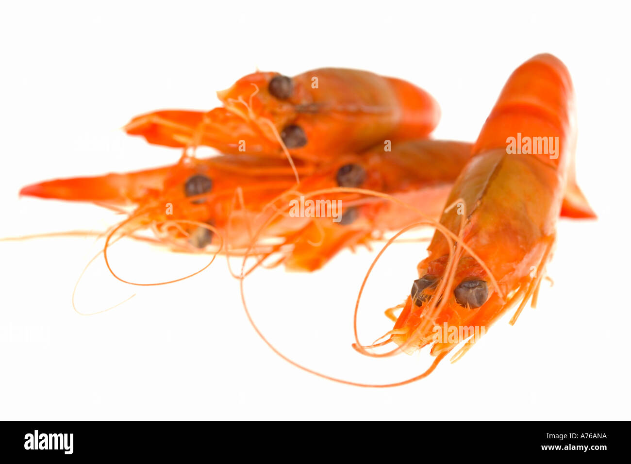 Cooked unpeeled whole pink prawns on a pure white background Stock ...