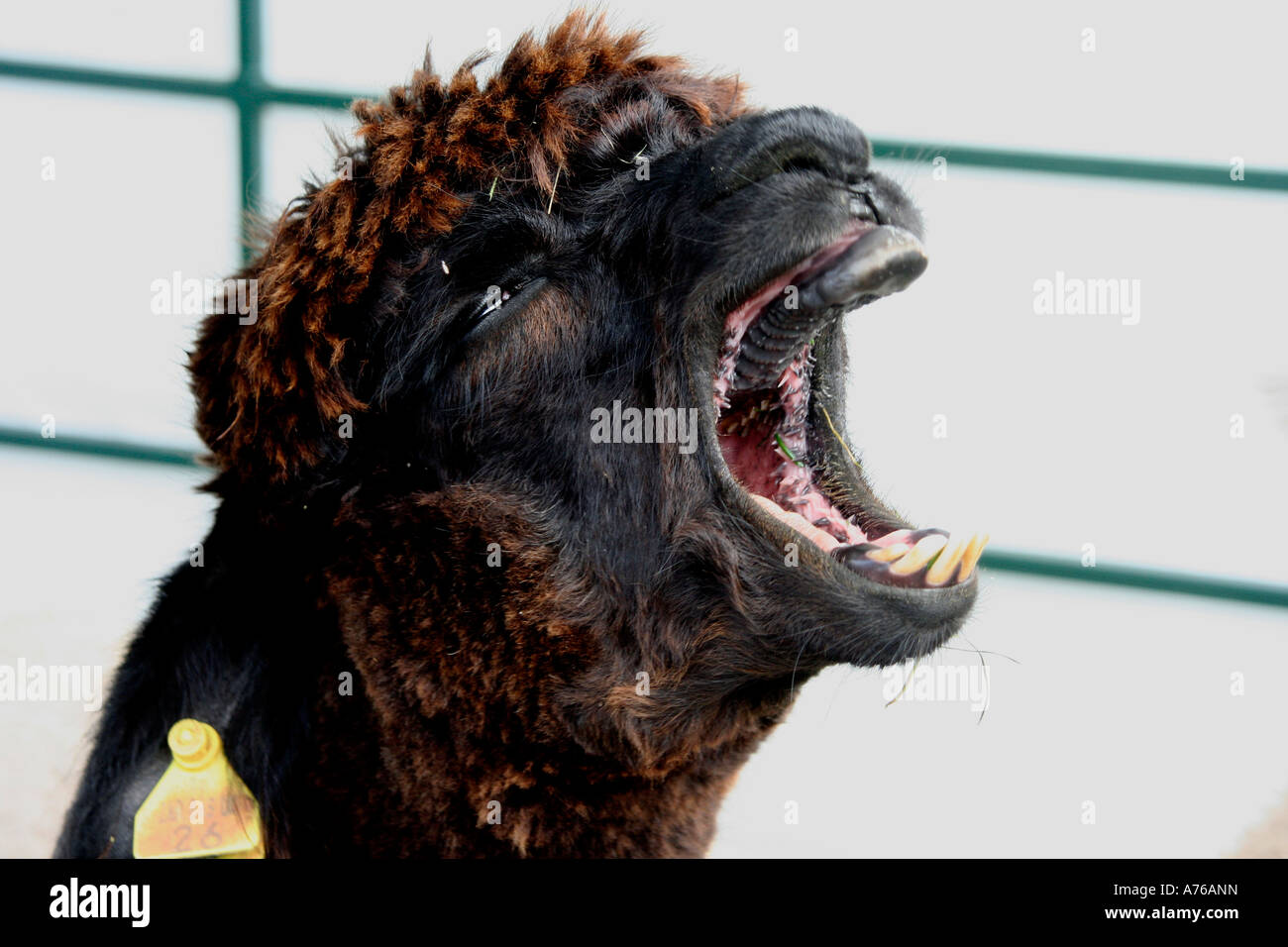 Funny yawning Lama being shown at the rhs autumn flower show malvern ...
