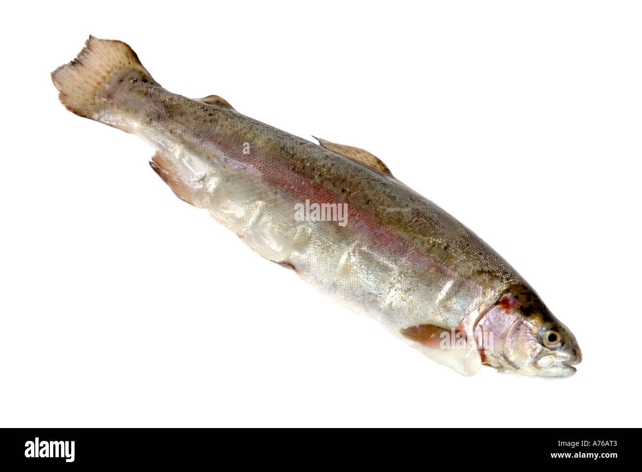 Fresh whole gutted trout on a pure white background Stock Photo - Alamy