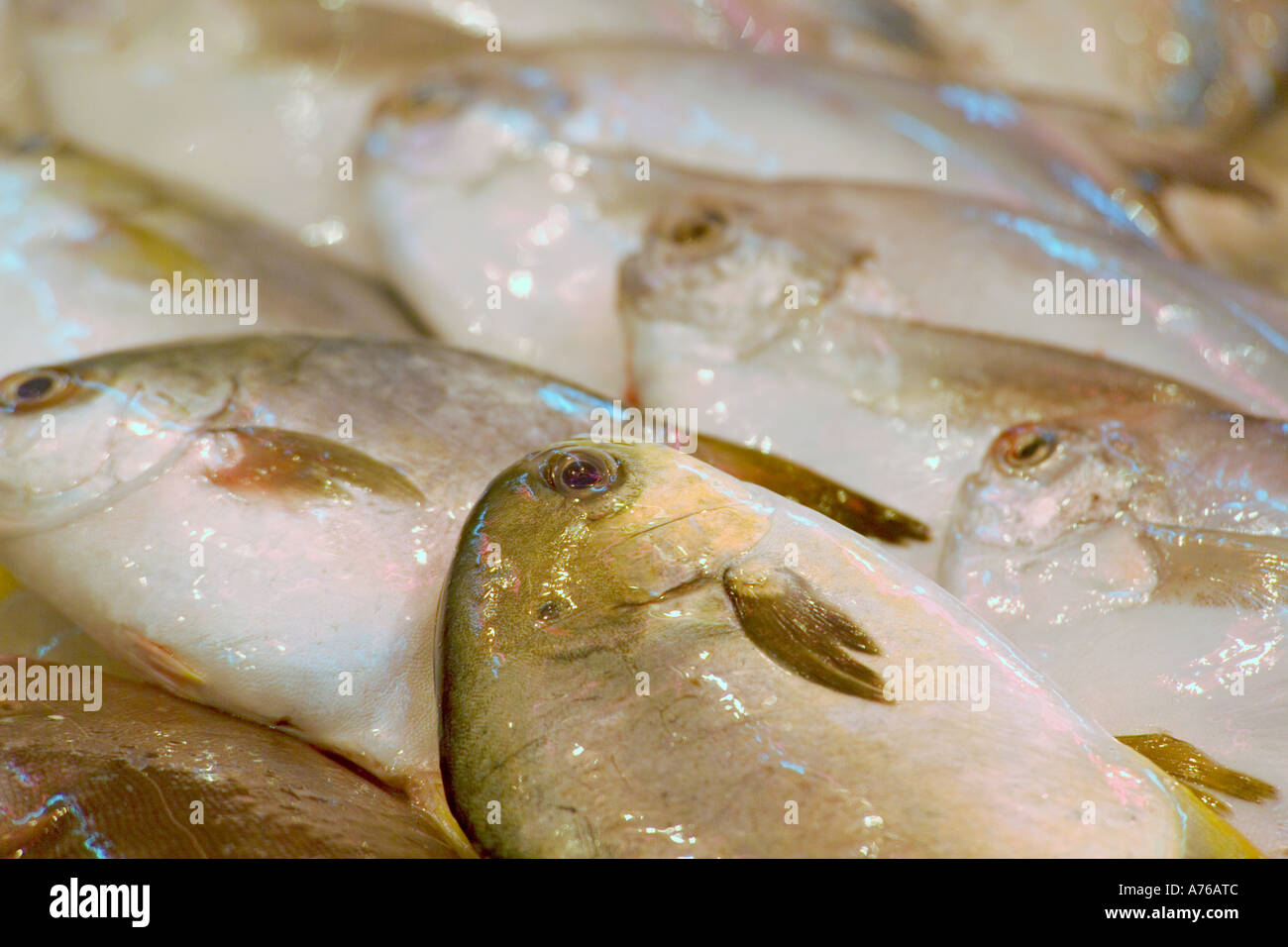 Close up of fresh fish on display at a fishmonger Stock Photo - Alamy