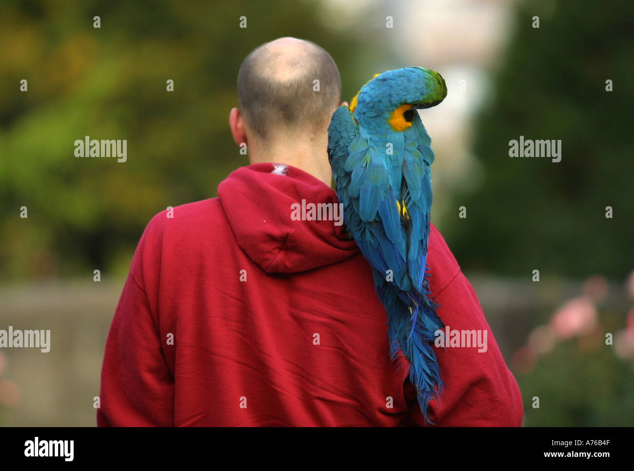 The parrot man hi-res stock photography and images - Alamy